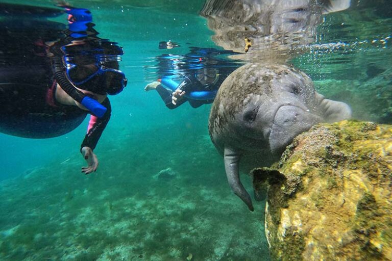 Swim With Manatees - Crystal River Manatee Adventures